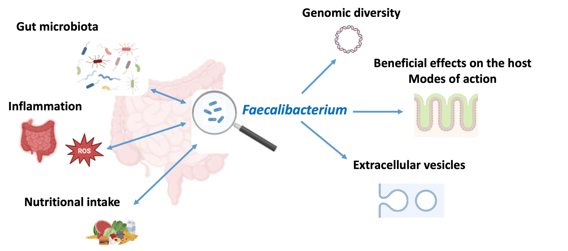 ProbiHôte - MICALIS
