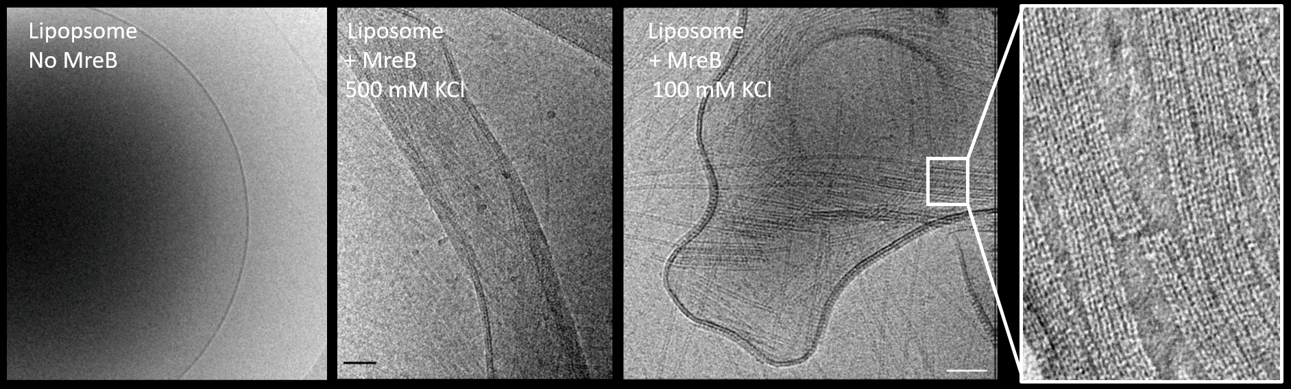 Organisation of MreB protein protofilaments in Gram-positive bacteria - MICALIS